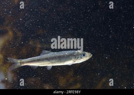 Herring close up photos Stock Photo - Alamy