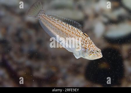 lesser weever fish in shallow water Stock Photo - Alamy