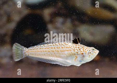 lesser weever fish in shallow water Stock Photo - Alamy