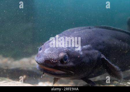 tadpole fish in a tank Stock Photo - Alamy
