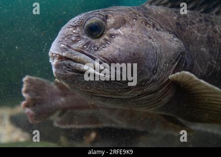 wolf fish close uos Stock Photo - Alamy