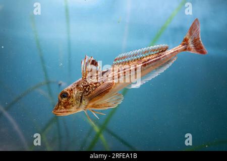 grey gurnard swimming Stock Photo - Alamy