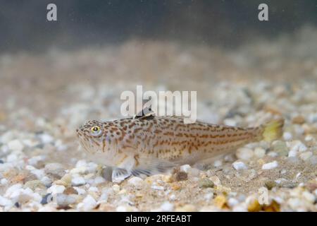 lesser weever fish in shallow water Stock Photo - Alamy