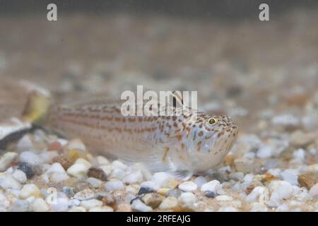 lesser weever fish in shallow water Stock Photo - Alamy