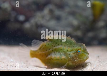 young lumpsucker fish Stock Photo - Alamy
