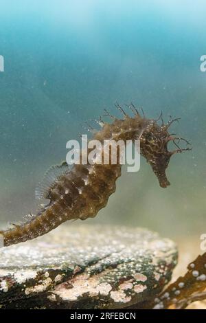 spiny seahorse macro shots (captive Stock Photo - Alamy