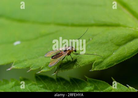 species of pest fly from the family Chloropidae. It is also known as ...