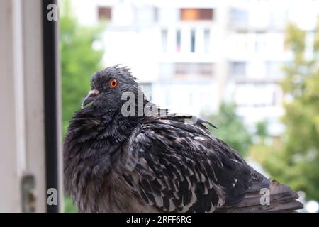 Pigeon extreme closeup portrait, summer rain atmosphere, pigeons head ...