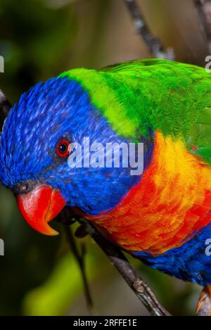 Rainbow Lorikeet, Trichoglossus mouccanus, at bird feeder, Malanda ...
