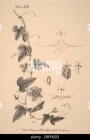 19th-century Dutch botanical illustration: Intricately detailed ink ...