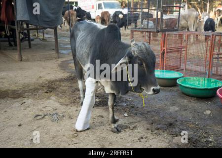 Calf with a broken leg Stock Photo - Alamy