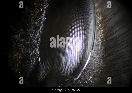 Microscope image of a Bumble Bee's compound eye Stock Photo - Alamy