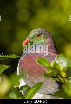 New Zealand Pigeon, Kereru, in grassland at Tawharanui Regional Park ...