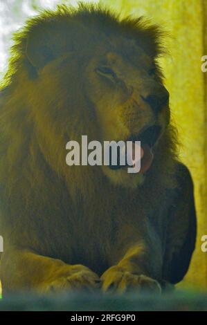 Lion, the biggest african cat, Rio de Janeiro, Brazil Stock Photo - Alamy