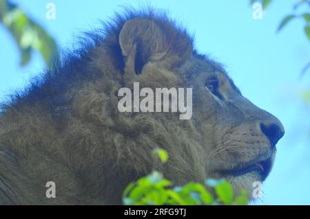Lion, the biggest african cat, Rio de Janeiro, Brazil Stock Photo - Alamy