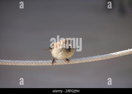A sparrow perched on a rope outdoors Stock Photo - Alamy