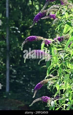 Flowers of the invasive plant summer lilac (Buddleja davidii), a ...