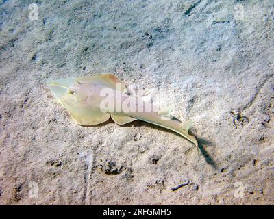 The halavi guitarfish - (Glaucostegus halavi), underwater photo into ...