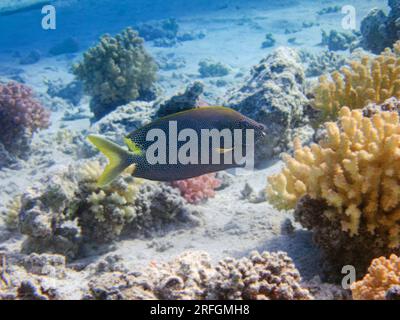 Brown-spotted rabbitfish - (Siganus stellatus), underwater photo into ...