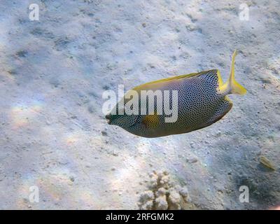 Brown-spotted rabbitfish - (Siganus stellatus), underwater photo into ...