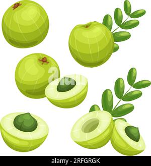 leaf amla fruit cartoon vector illustration Stock Vector Image & Art ...