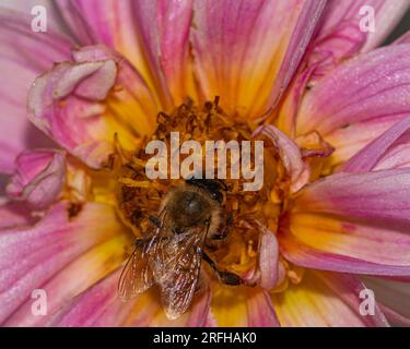 Insect wonderland: common bee exploring pink dahlia's charm Stock Photo ...