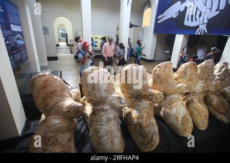 Lima, Peru. 03rd Aug, 2023. The bones of the whale Perucetus colossus ...
