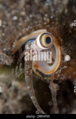 Conch Shell, Strombus sp, eyes and extended foot, Critters dive site ...