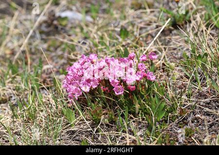 Alpine Laurel (Kalmia Microphylla) growing beside a mountain lake at ...