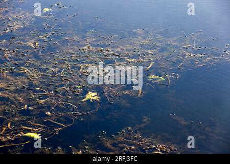 swampy area with different types of plants growing in water, summer ...