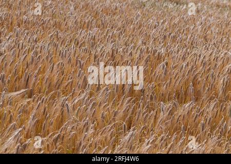 the color change of cereal rye to yellow orange during maturation ...