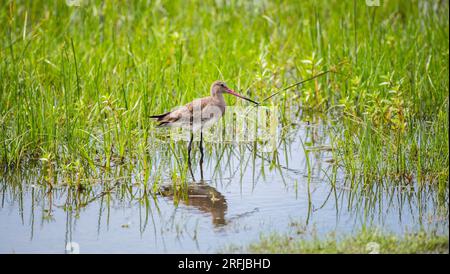 Black-tailed godwit at Bundala national park in Sri Lanka Stock Photo ...