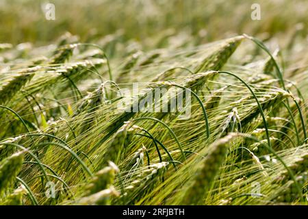 an agricultural field with rye, ripening rye changes color from green ...