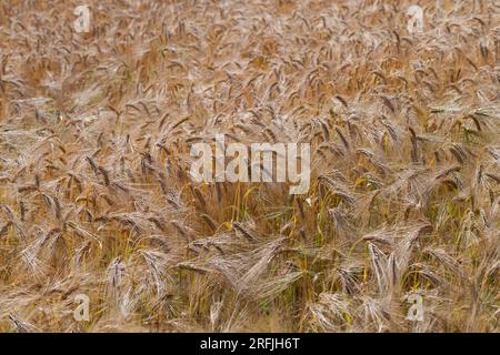 the color change of cereal rye to yellow orange during maturation ...