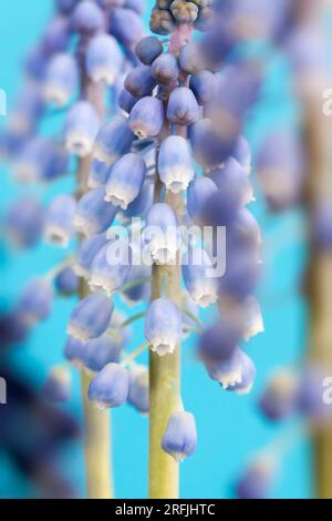 flowers with purple inflorescences and closed buds, purple flowers ...