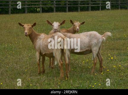 group of golden guernsey goats Stock Photo - Alamy