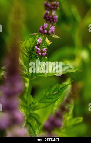 Super attractive and pollinator attractant garden mint flowers in good ...