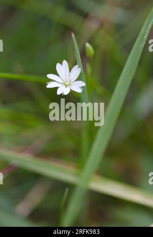 STELLARIA GRAMINEA Common Starwort Stock Photo - Alamy