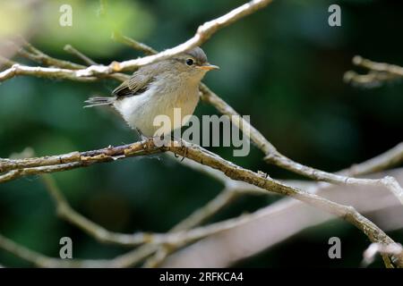 Chiff Chaff in branches Stock Photo - Alamy