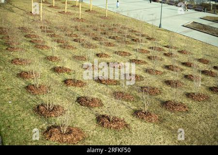 Lots of trees in holes. Planting seedlings in ground. City Park. Spring ...