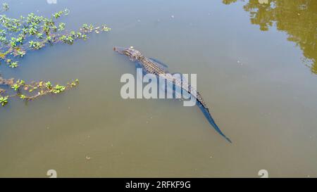 Aerial view of an adult American Alligator Stock Photo - Alamy