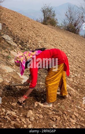 Oct.14th 2022 Uttarakhand, India. Garhwali man carrying livestock feed ...