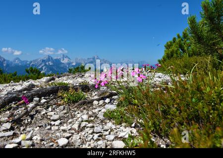 Group of wood pink (Dianthus sylvestris) flowers and mountain peaks of ...