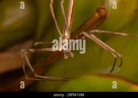 Rufous net-casting Spider, Deinopsis subrufa,with Net, Malanda ...