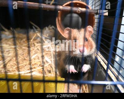 Hamster Breeding Cages