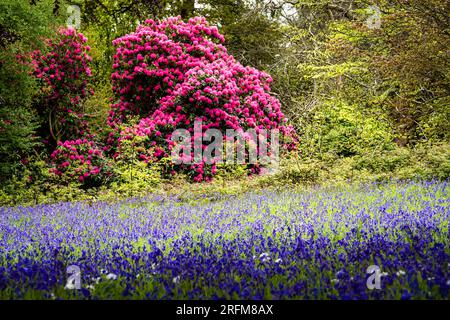 Rhododendrons Russellianum Cornish Red growing next to a field of ...