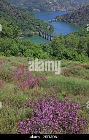 France, Lozère, Villefort, the lake, hydraulic reservoir, Altier ...