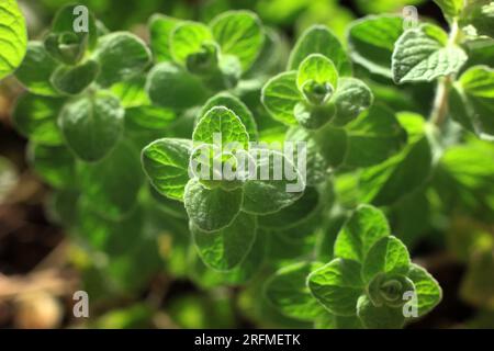 Syrian oregano (Origanum syriacum Stock Photo - Alamy