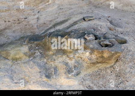 Dinosaur bone fossil being excavated in the Burpee Dinosaur Quarry in ...