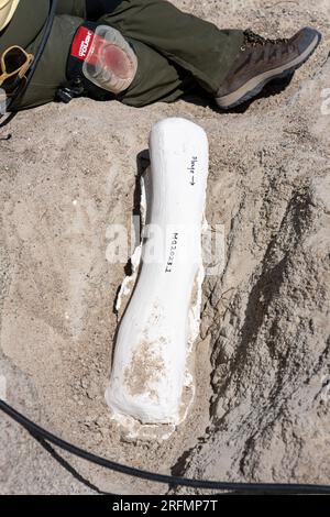 Dinosaur bone fossil encased in plaster for removal from the Burpee ...